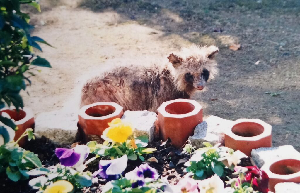 Tanuki et marmotte | Japonais en ligne